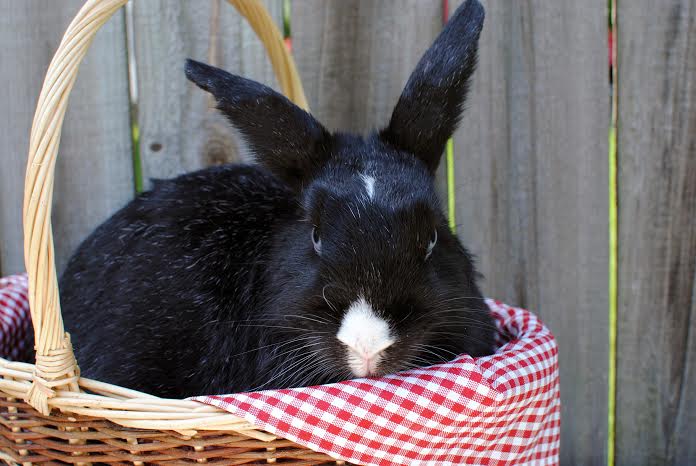 Lincoln – Buckeye House Rabbit Society
