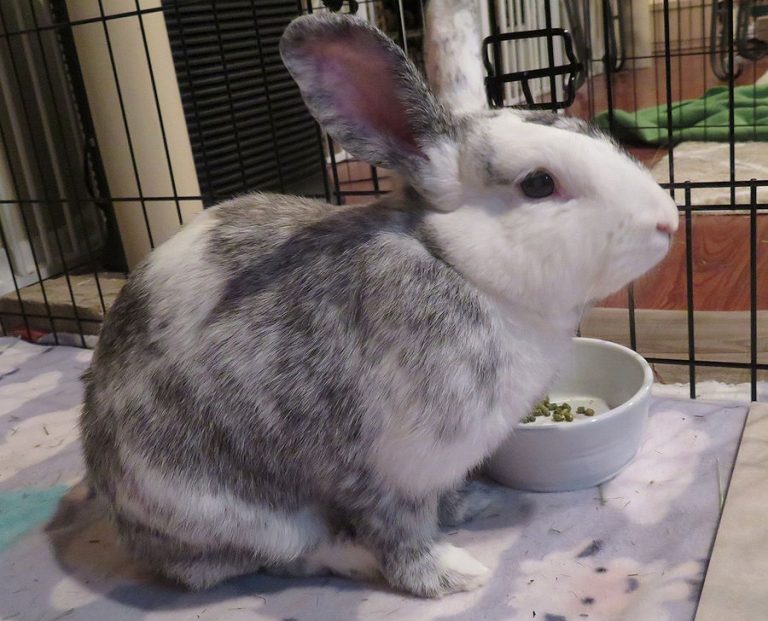 Primrose – Buckeye House Rabbit Society