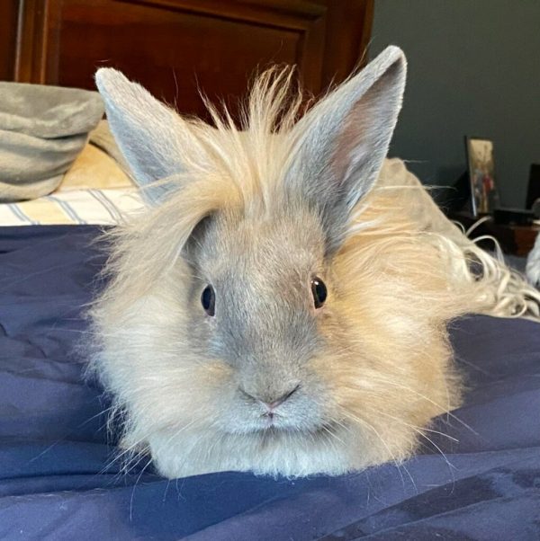 Simba – Buckeye House Rabbit Society