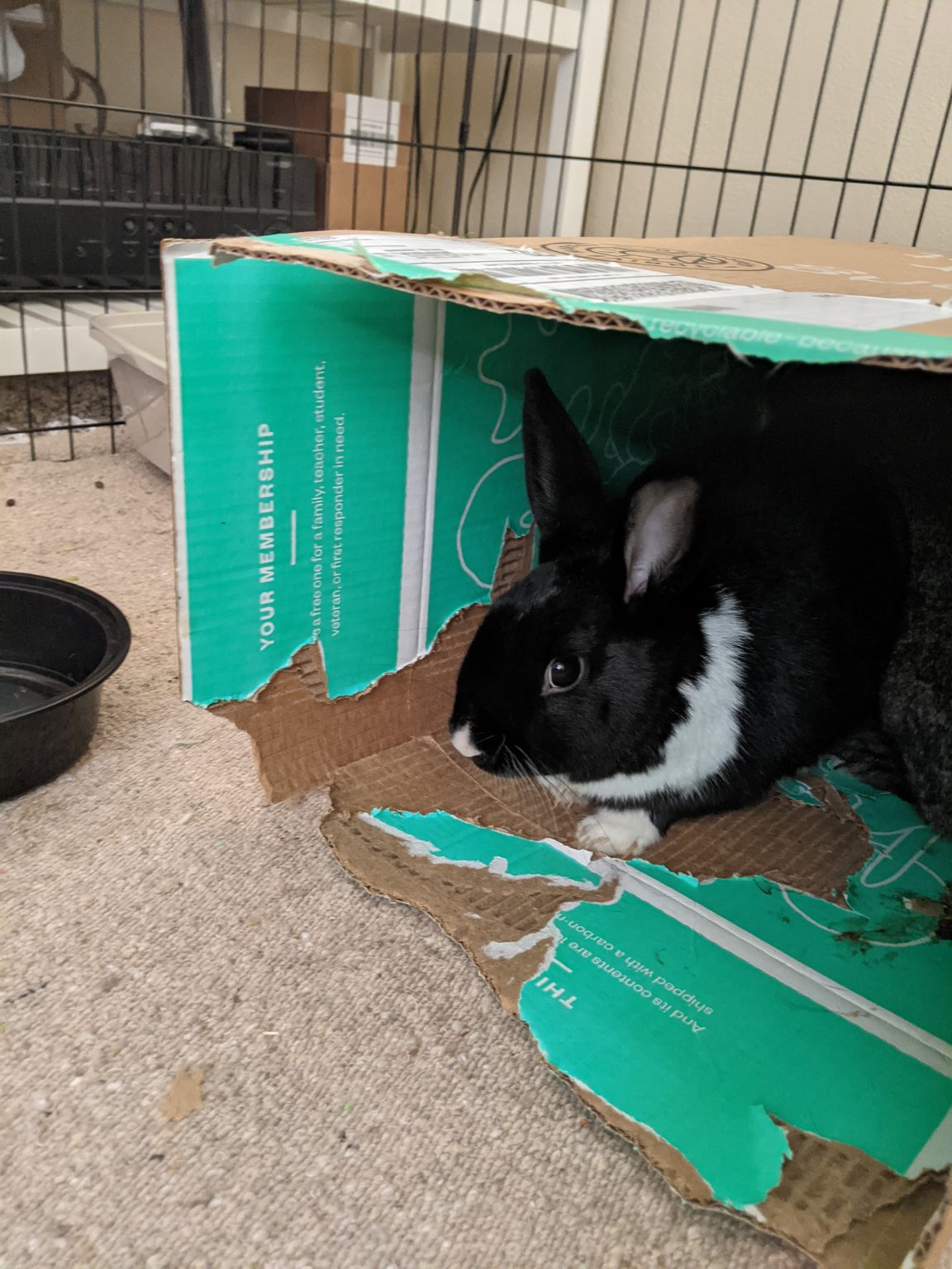 Buckeye House Rabbit Society – Helping rabbits in Ohio since 1997