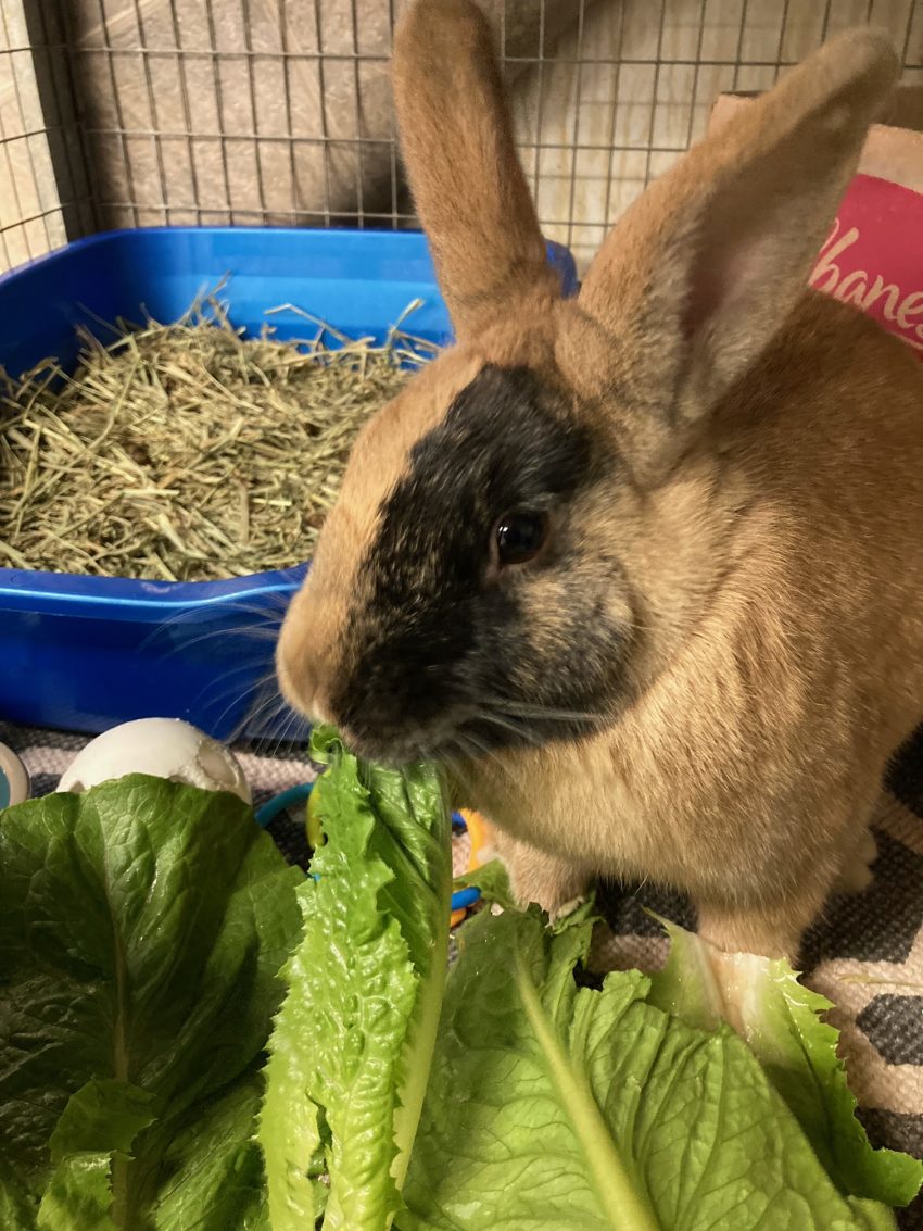 Harley – Buckeye House Rabbit Society