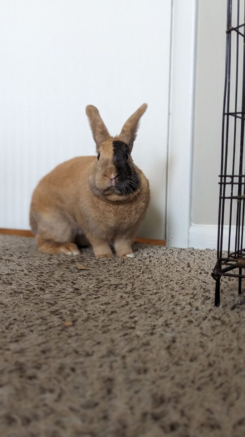 Harley – Buckeye House Rabbit Society