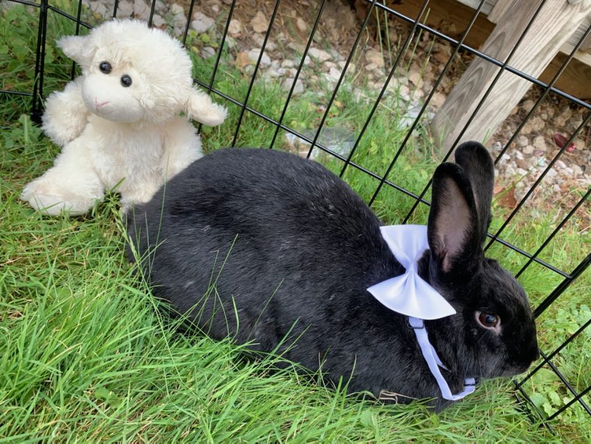 Buckeye House Rabbit Society – Helping rabbits in Ohio since 1997