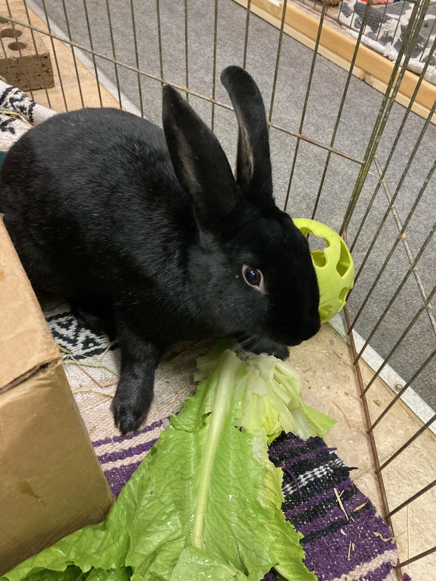 Buckeye House Rabbit Society – Helping rabbits in Ohio since 1997