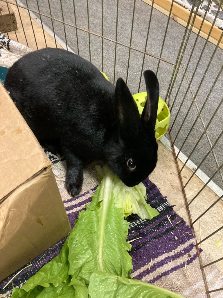 Buckeye House Rabbit Society – Helping rabbits in Ohio since 1997