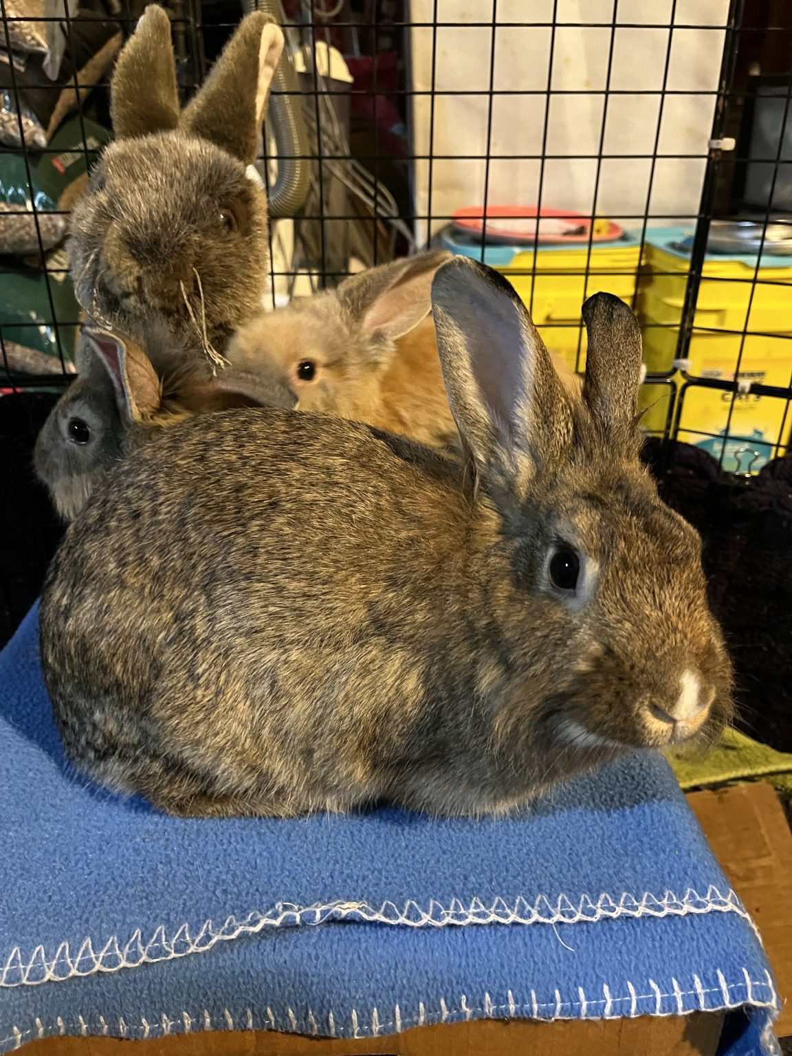 Buckeye House Rabbit Society – Helping rabbits in Ohio since 1997