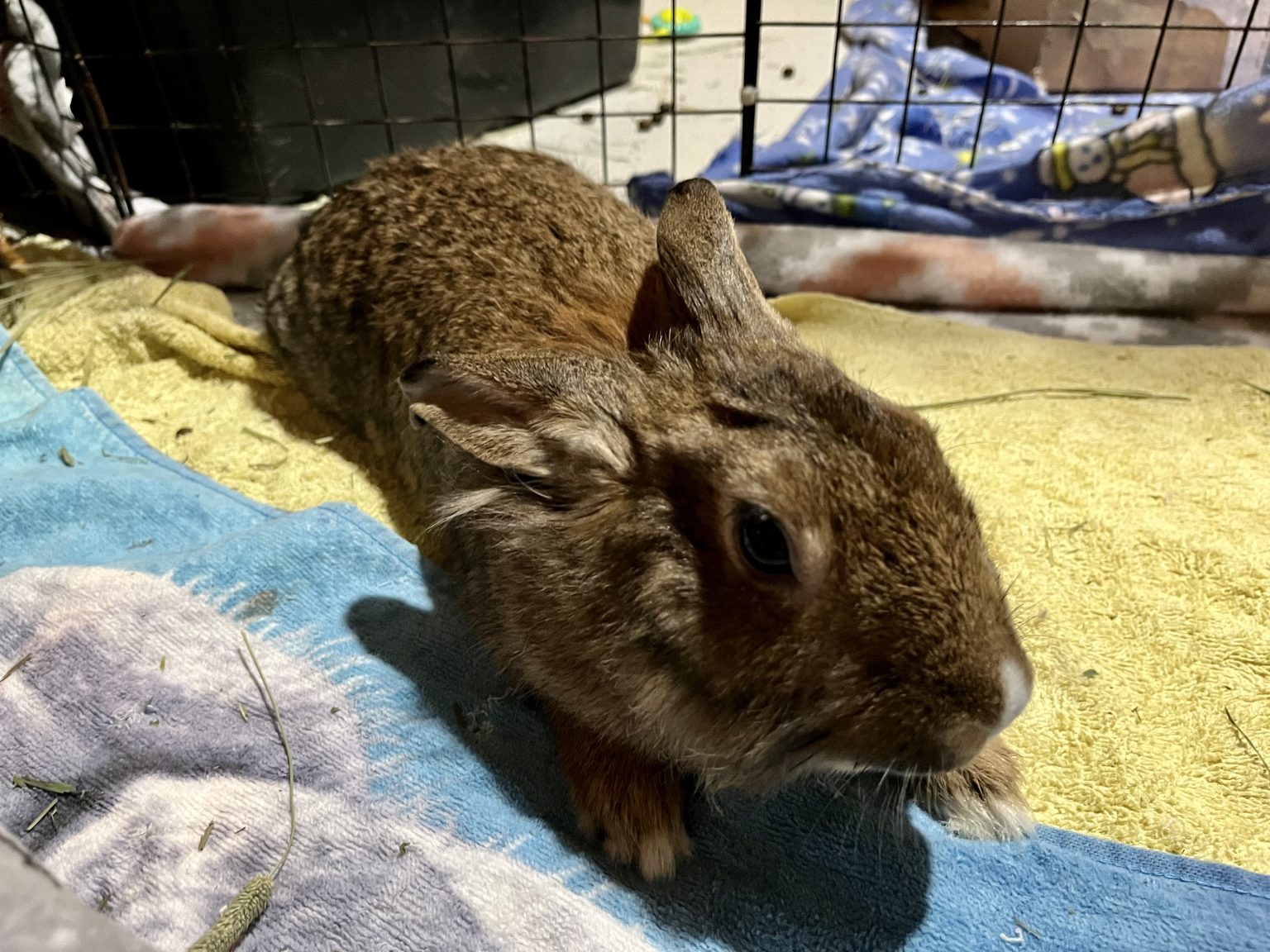 Buckeye House Rabbit Society – Helping rabbits in Ohio since 1997