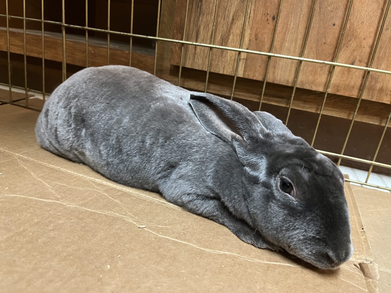 Buckeye House Rabbit Society – Helping rabbits in Ohio since 1997