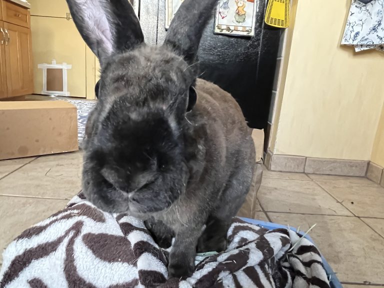 Buckeye House Rabbit Society – Helping rabbits in Ohio since 1997