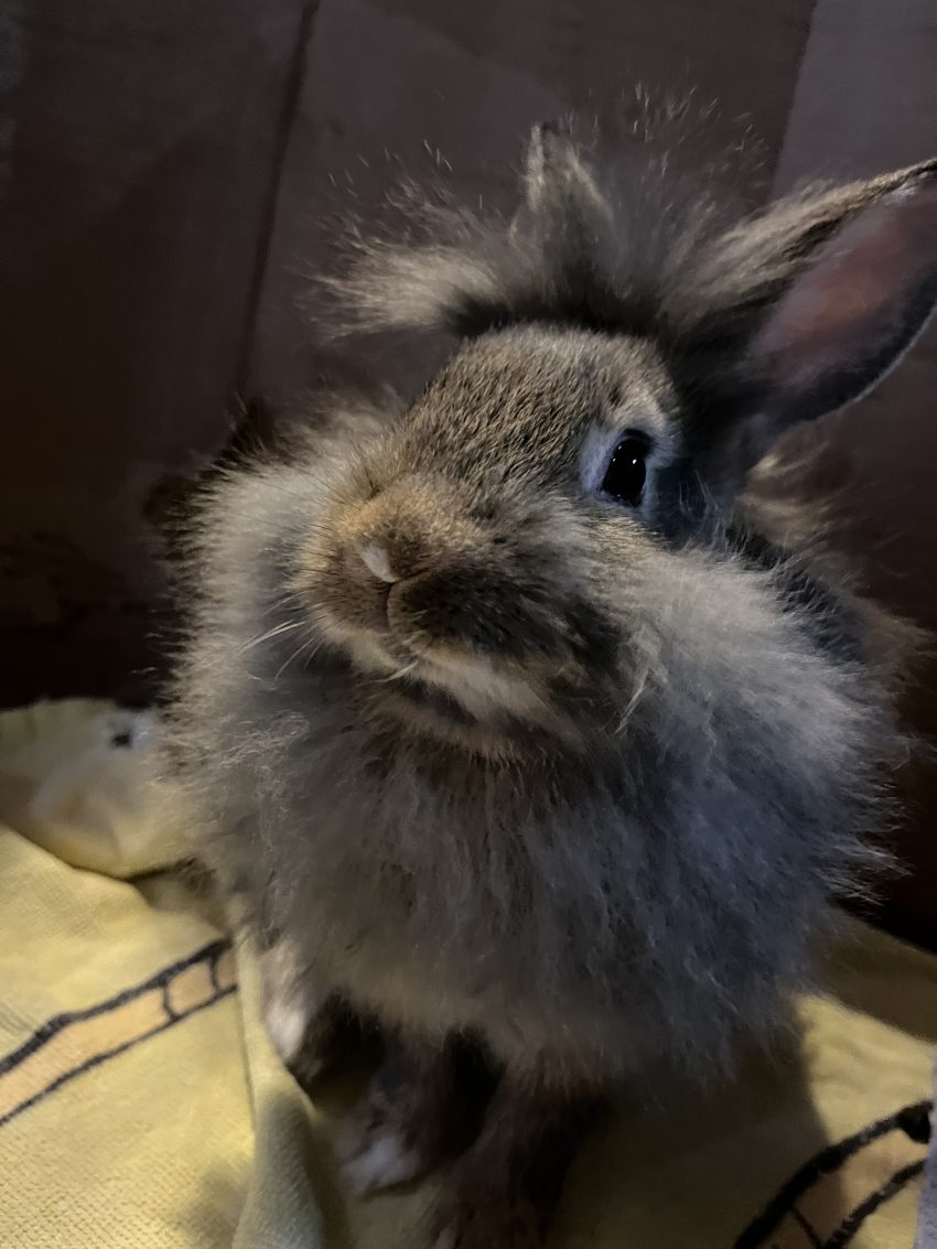 Tank & Scruffy – Buckeye House Rabbit Society