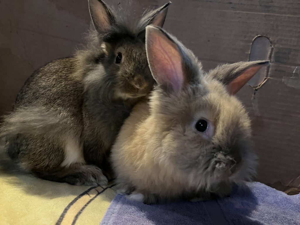 Tank & Scruffy – Buckeye House Rabbit Society