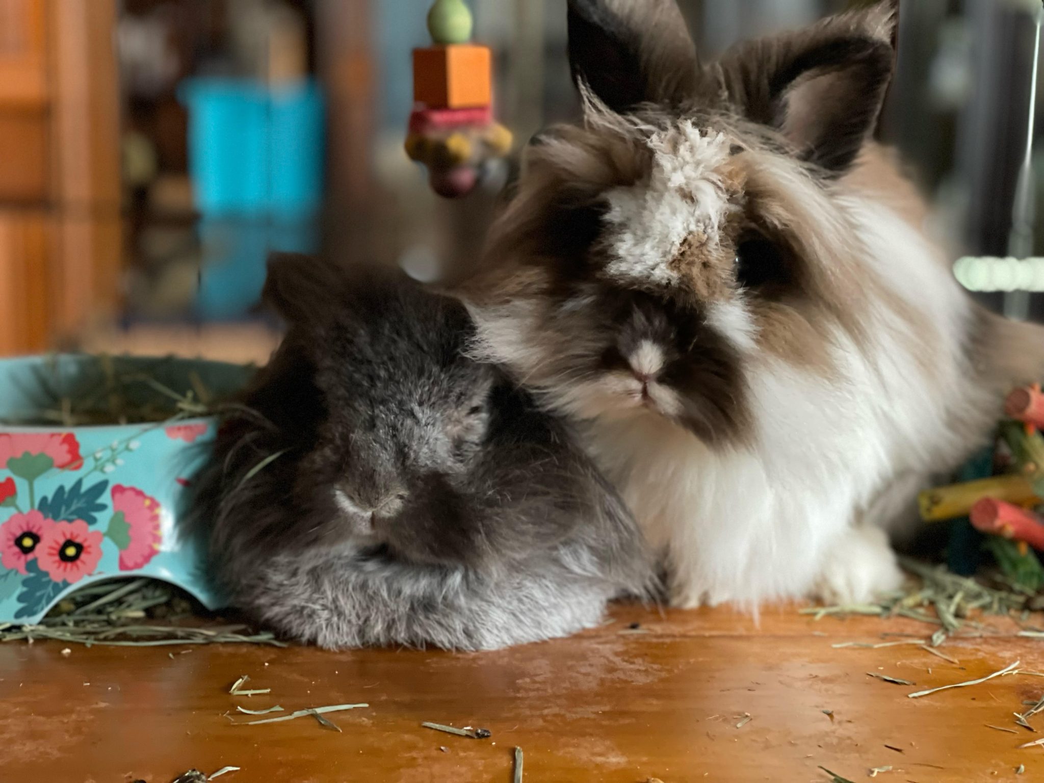 Buckeye House Rabbit Society – Helping rabbits in Ohio since 1997