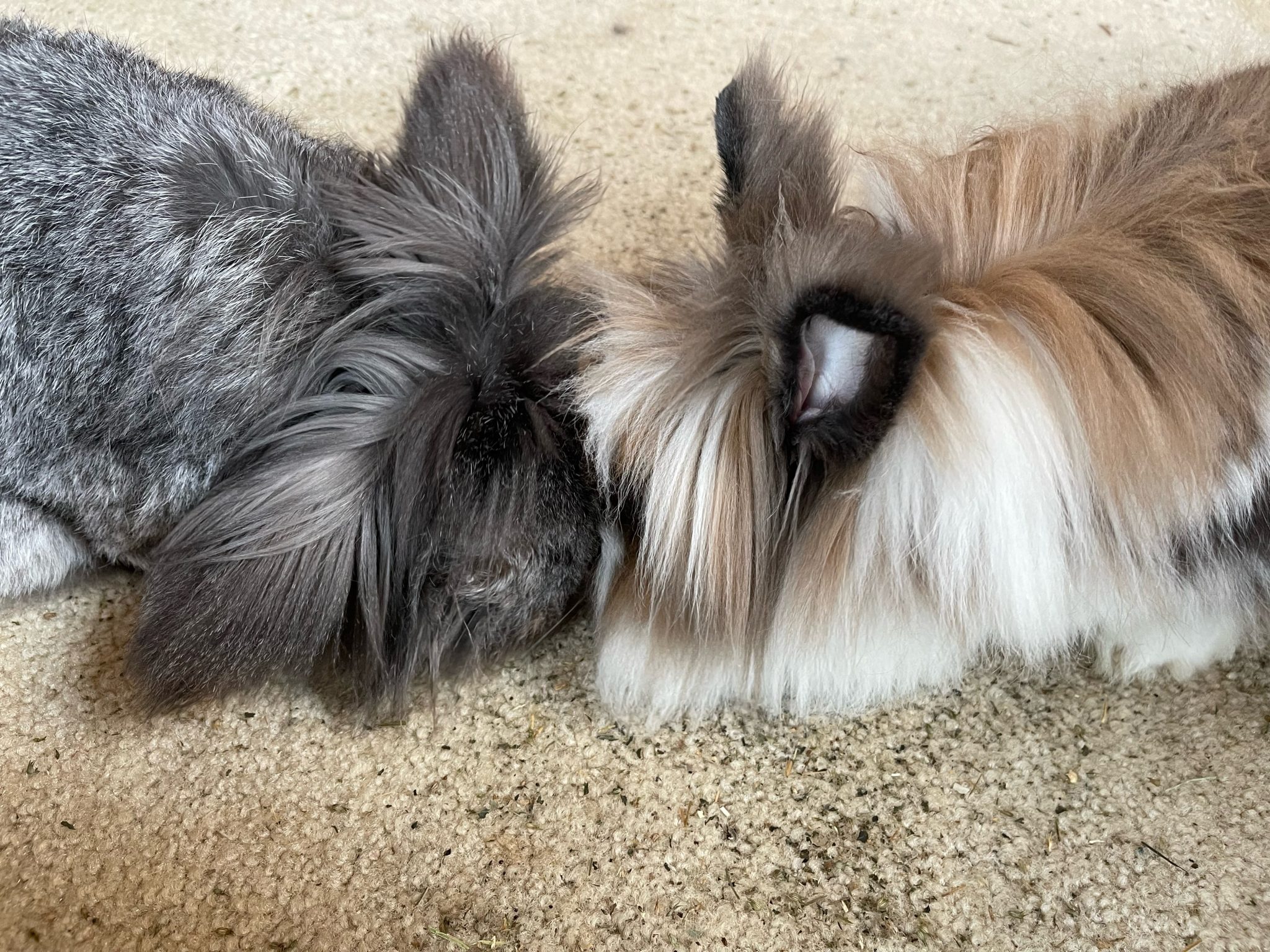 Buckeye House Rabbit Society – Helping rabbits in Ohio since 1997