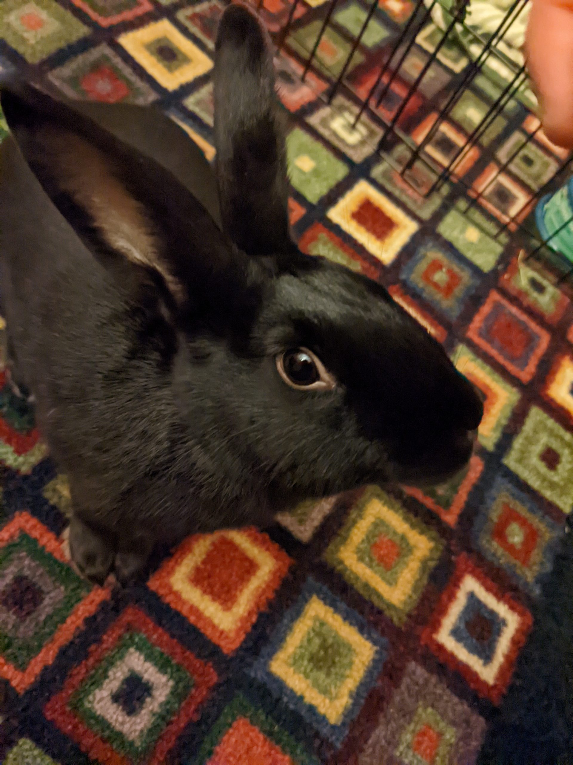 Buckeye House Rabbit Society – Helping rabbits in Ohio since 1997