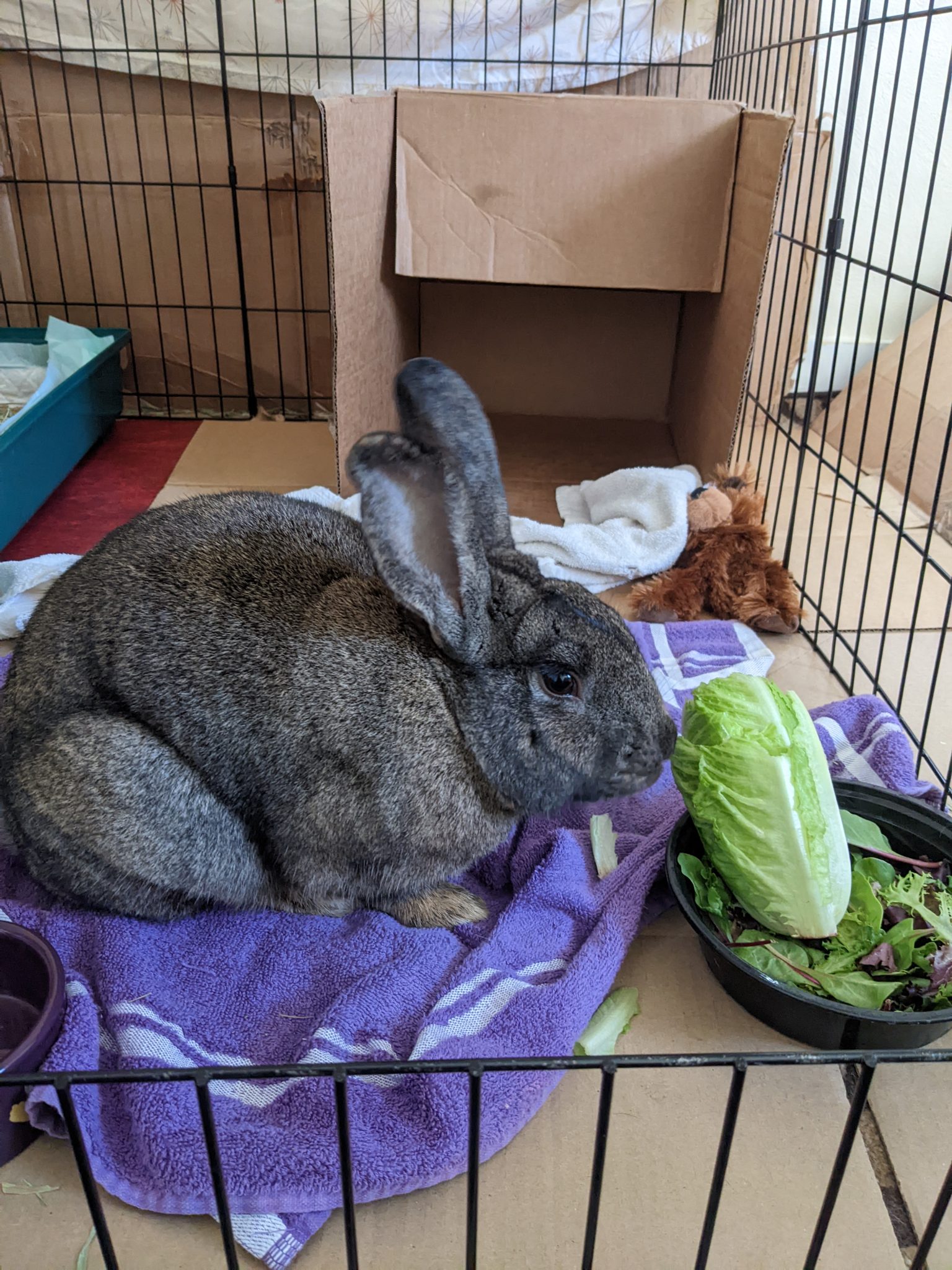 Buckeye House Rabbit Society – Helping rabbits in Ohio since 1997