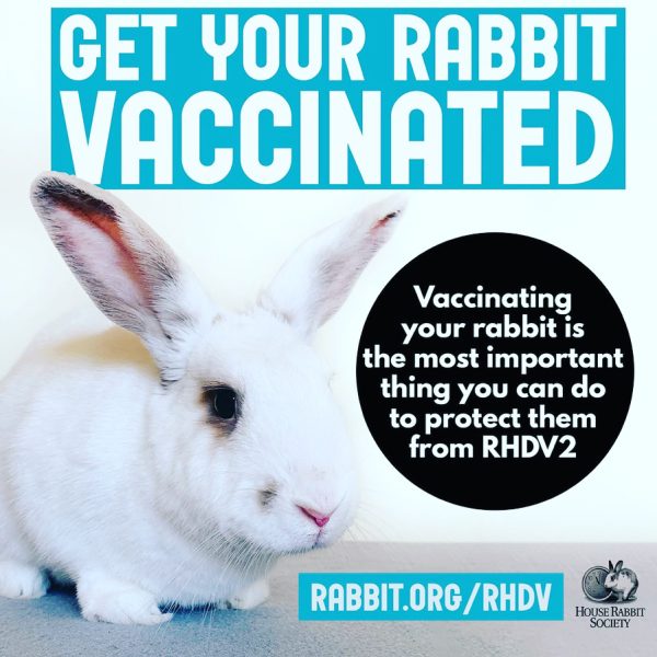 Buckeye House Rabbit Society – Helping rabbits in Ohio since 1997