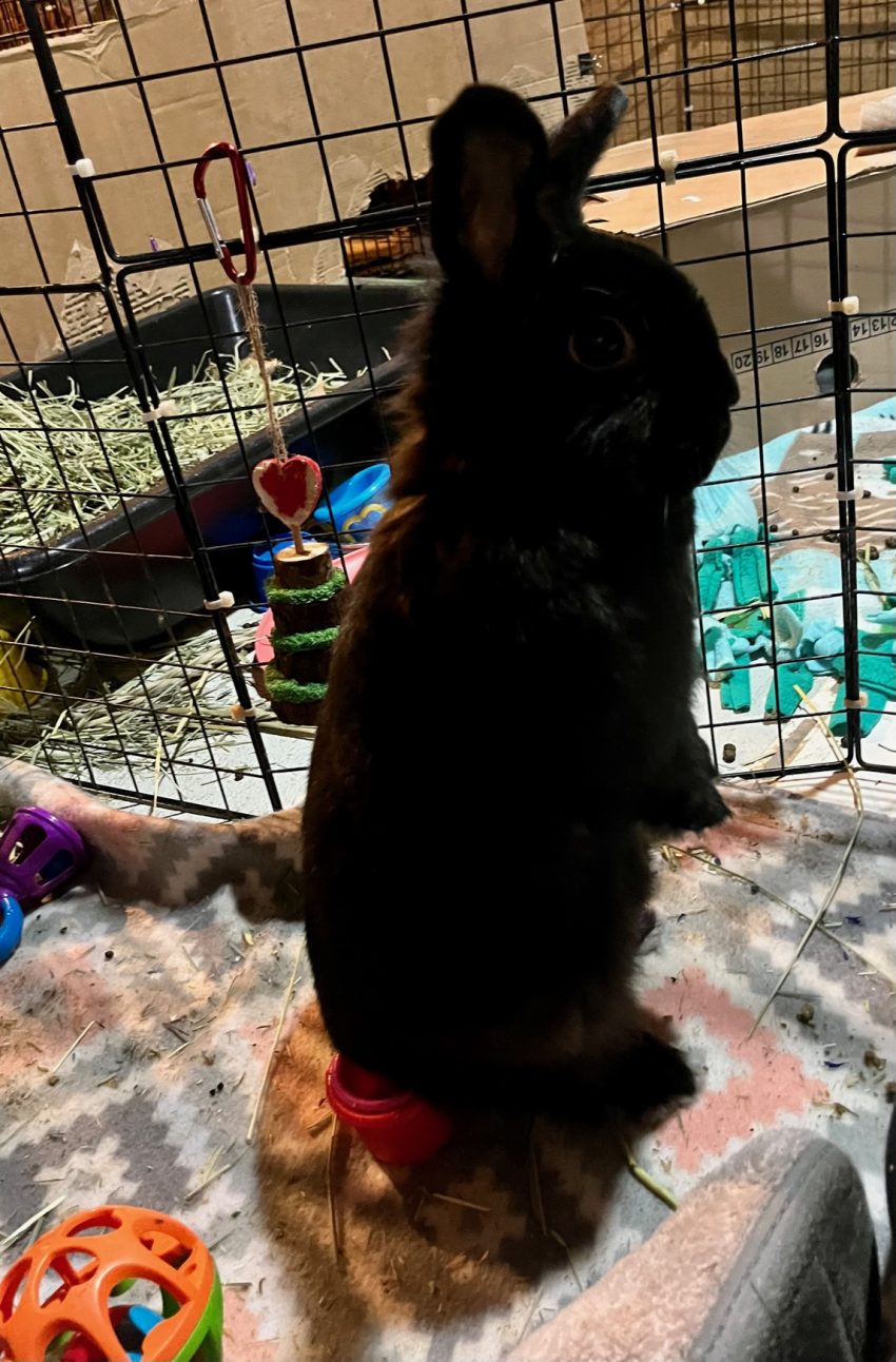 Buckeye House Rabbit Society – Helping rabbits in Ohio since 1997