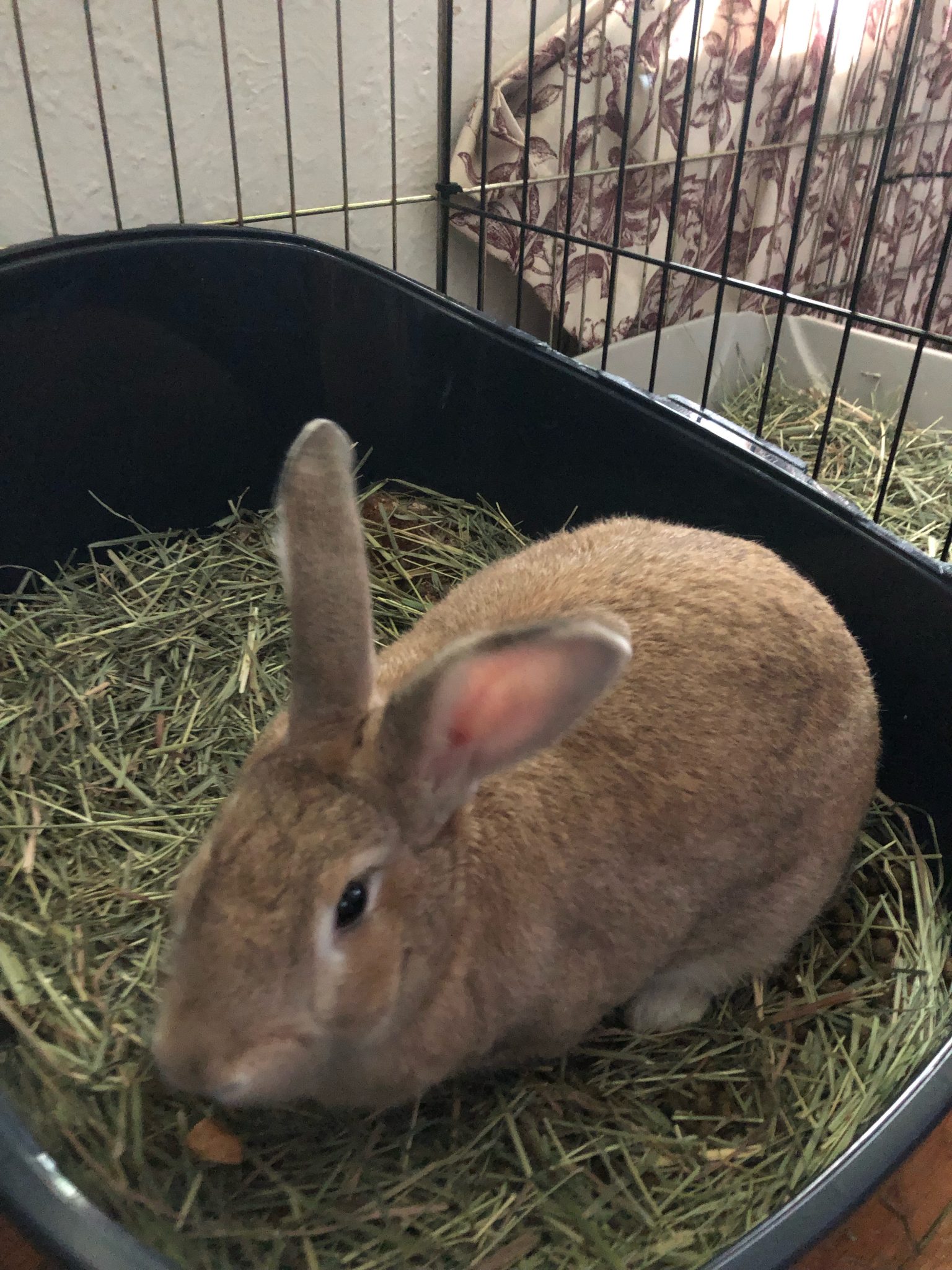 Buckeye House Rabbit Society – Helping rabbits in Ohio since 1997