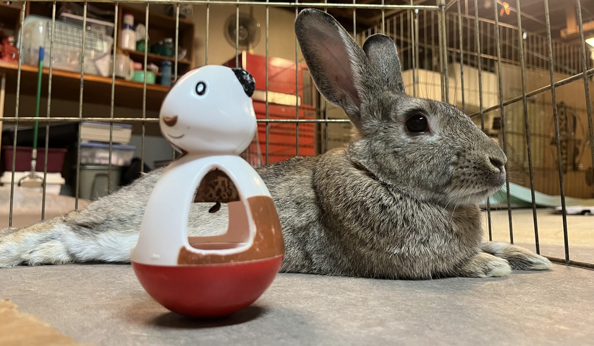 Buckeye House Rabbit Society – Helping rabbits in Ohio since 1997