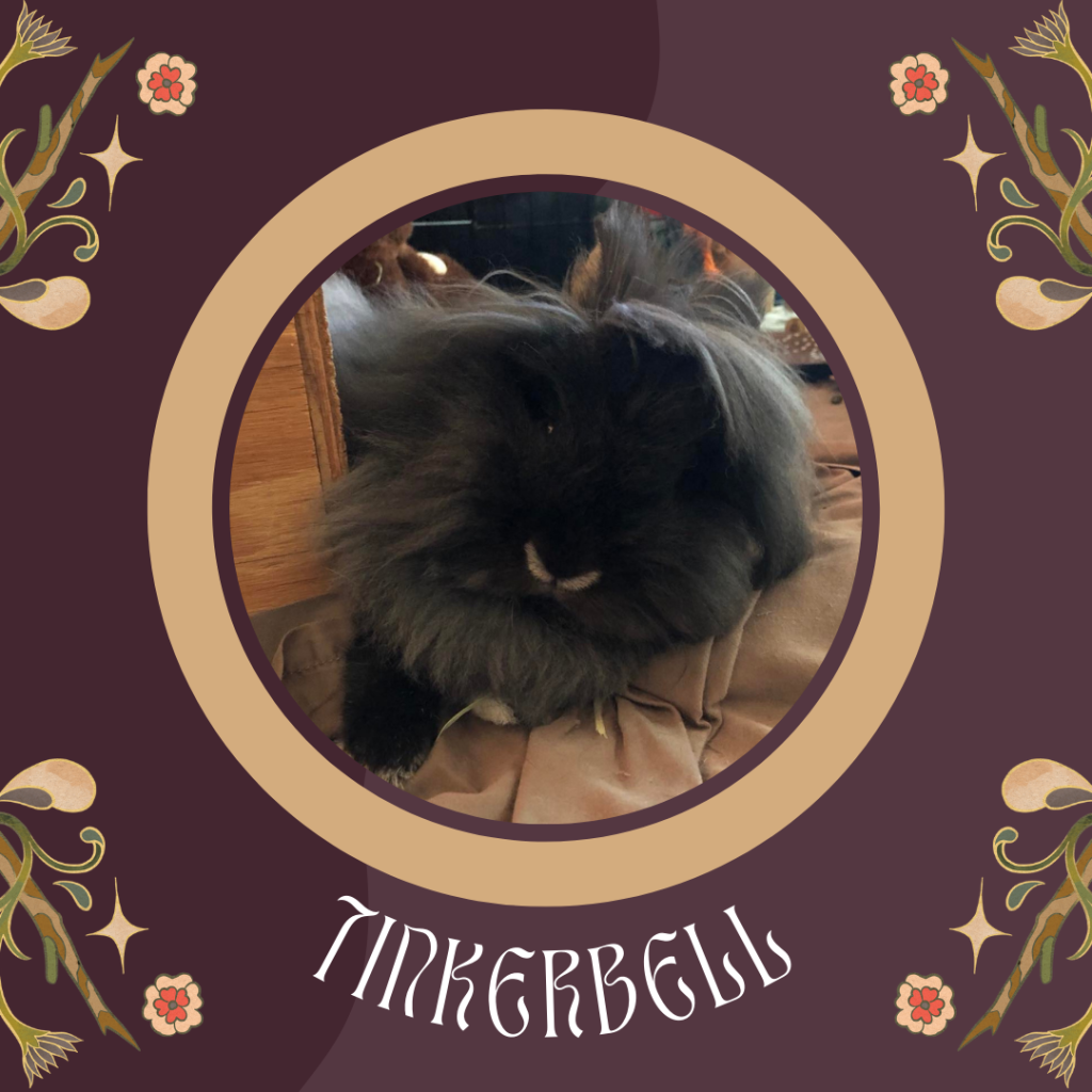 Buckeye House Rabbit Society – Helping rabbits in Ohio since 1997