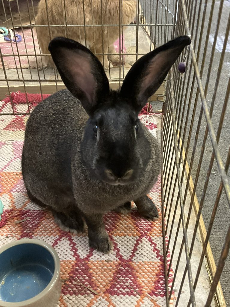 Buckeye House Rabbit Society – Page 2 – Helping rabbits in Ohio since 1997