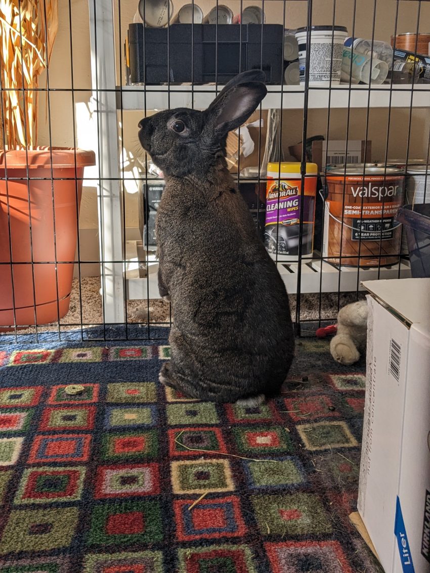 Buckeye House Rabbit Society – Helping rabbits in Ohio since 1997