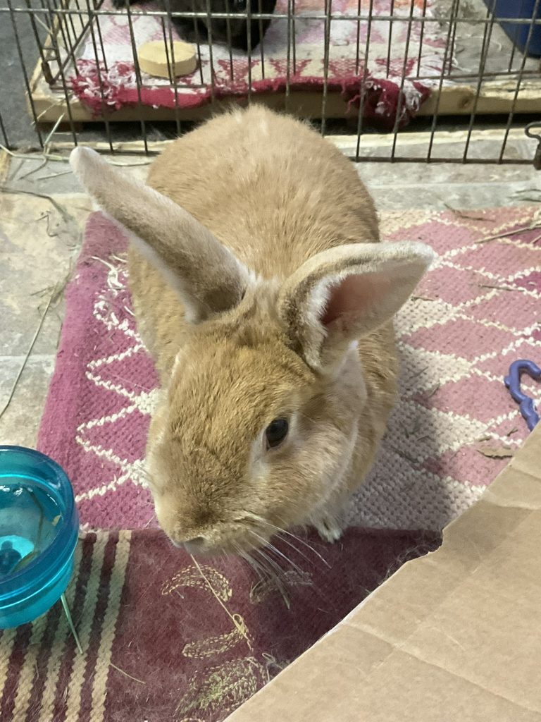 Buckeye House Rabbit Society – Helping rabbits in Ohio since 1997