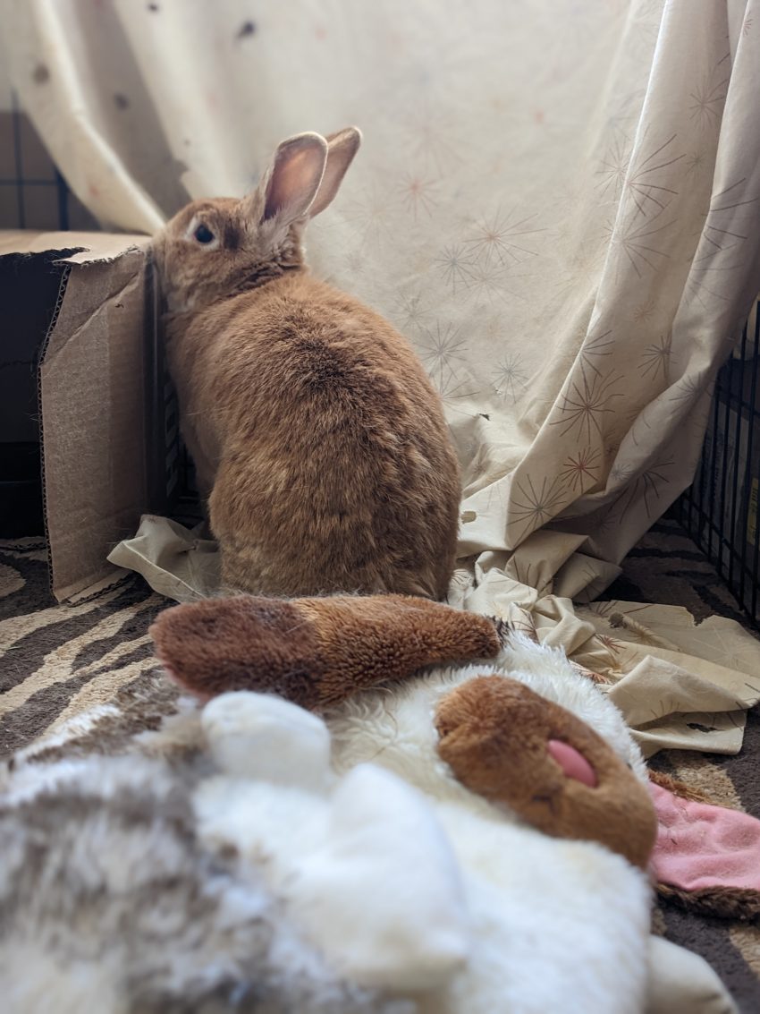 Buckeye House Rabbit Society – Helping rabbits in Ohio since 1997