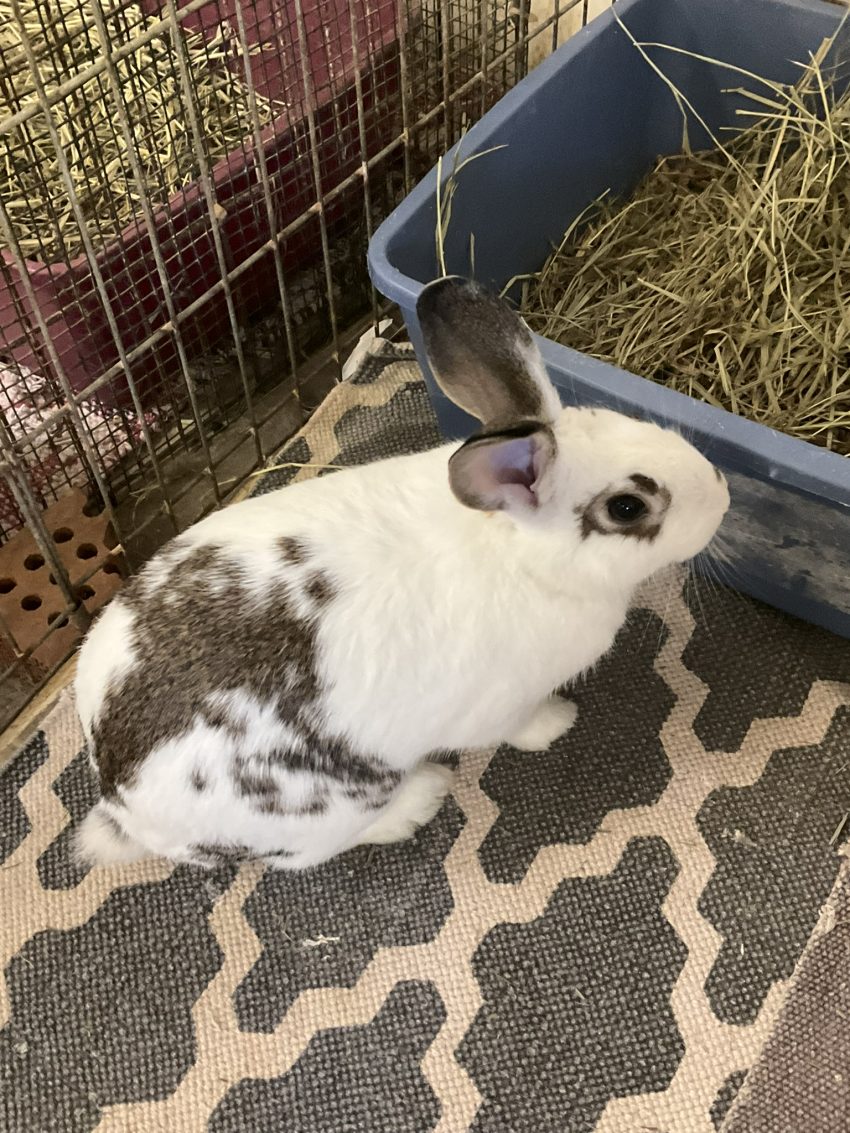 Buckeye House Rabbit Society – Helping rabbits in Ohio since 1997