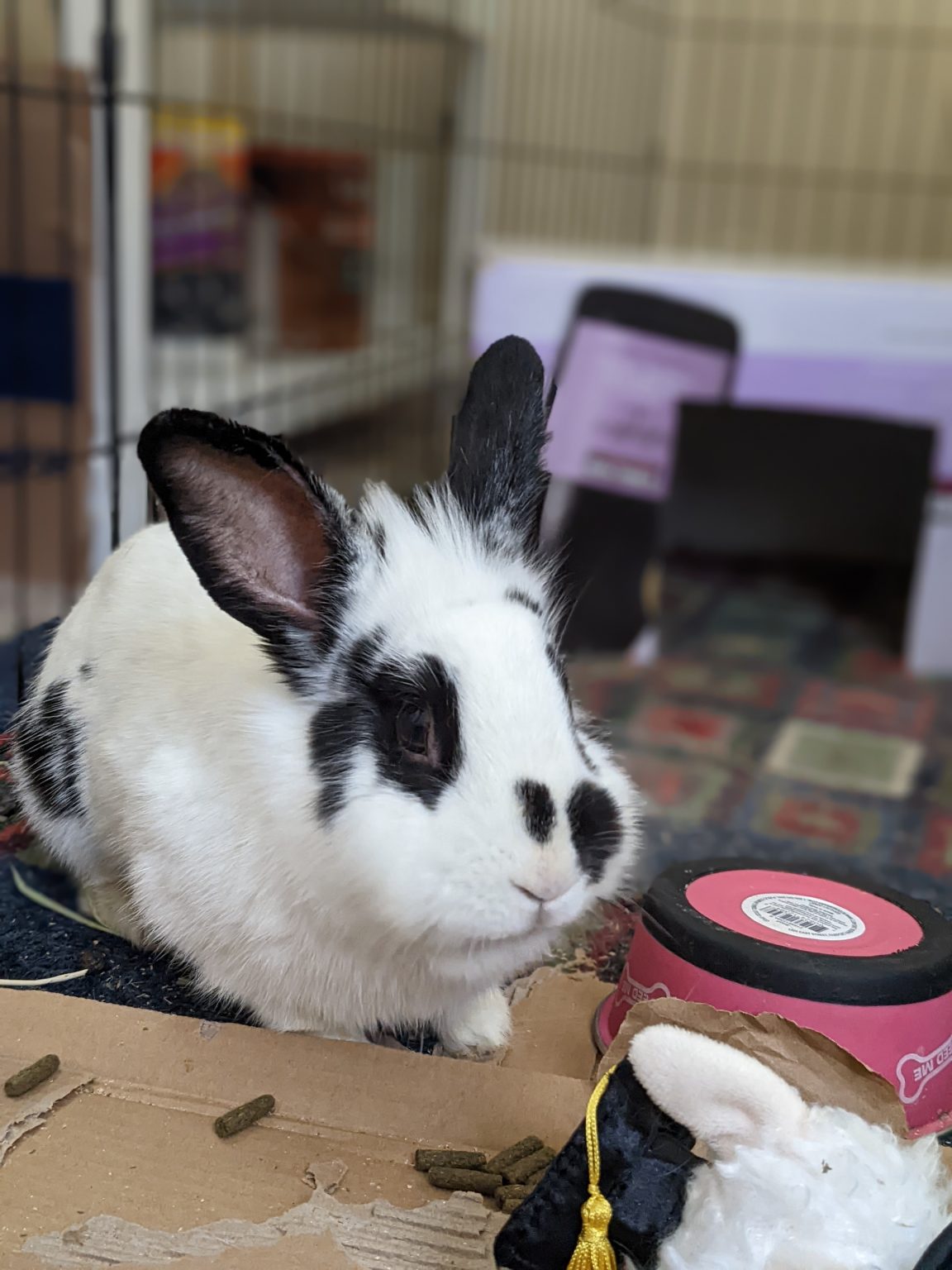Buckeye House Rabbit Society – Helping rabbits in Ohio since 1997