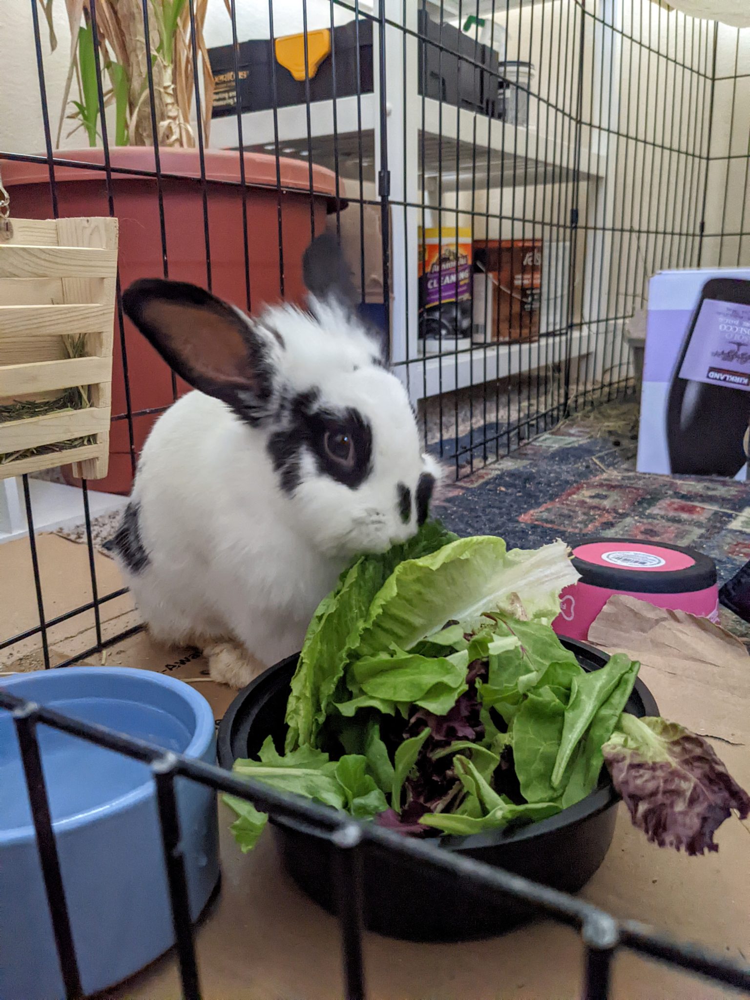Buckeye House Rabbit Society – Helping rabbits in Ohio since 1997