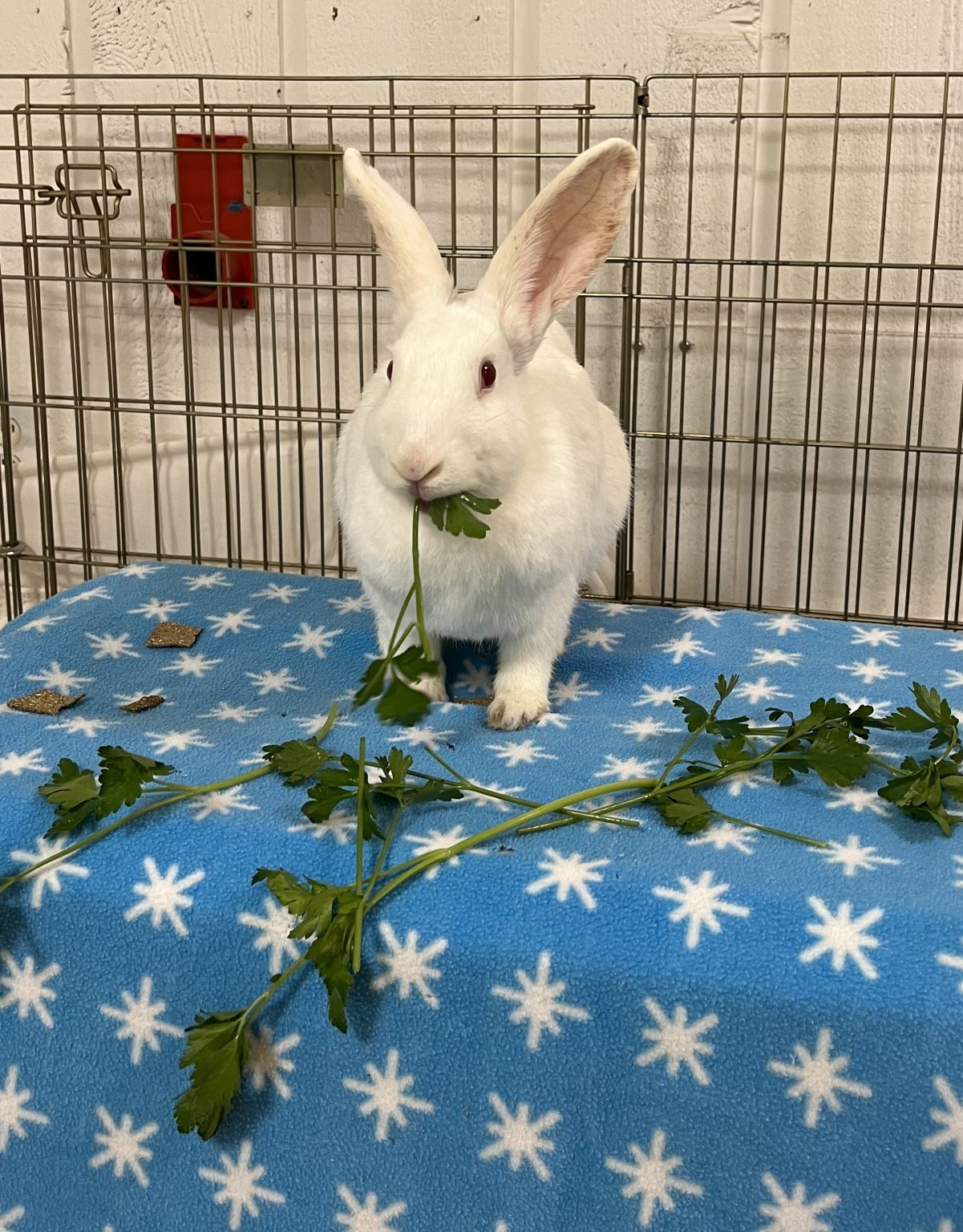 Buckeye House Rabbit Society – Helping rabbits in Ohio since 1997