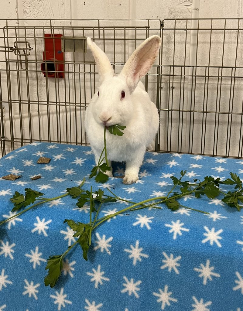 Buckeye House Rabbit Society – Helping rabbits in Ohio since 1997