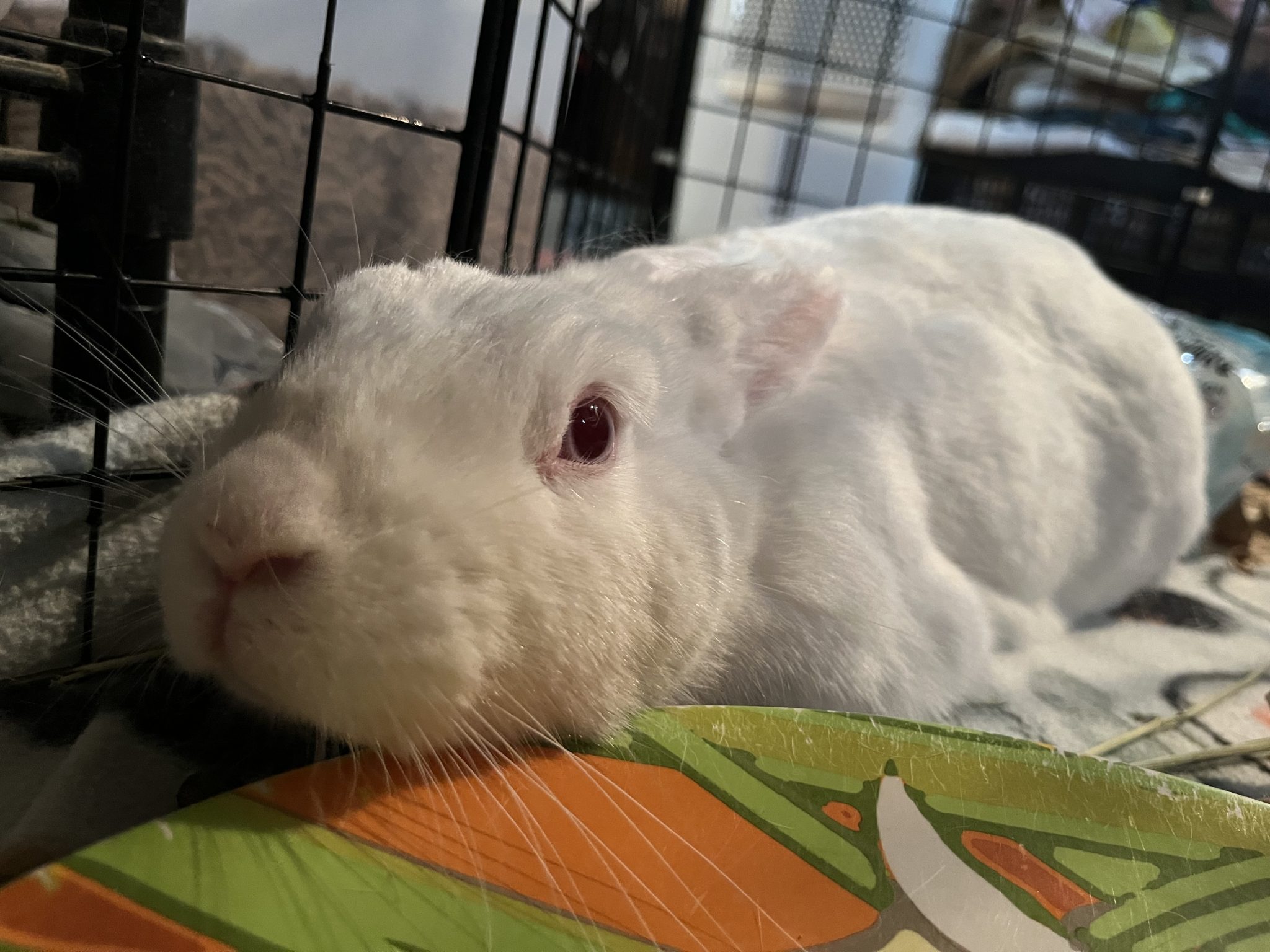 Buckeye House Rabbit Society – Helping rabbits in Ohio since 1997