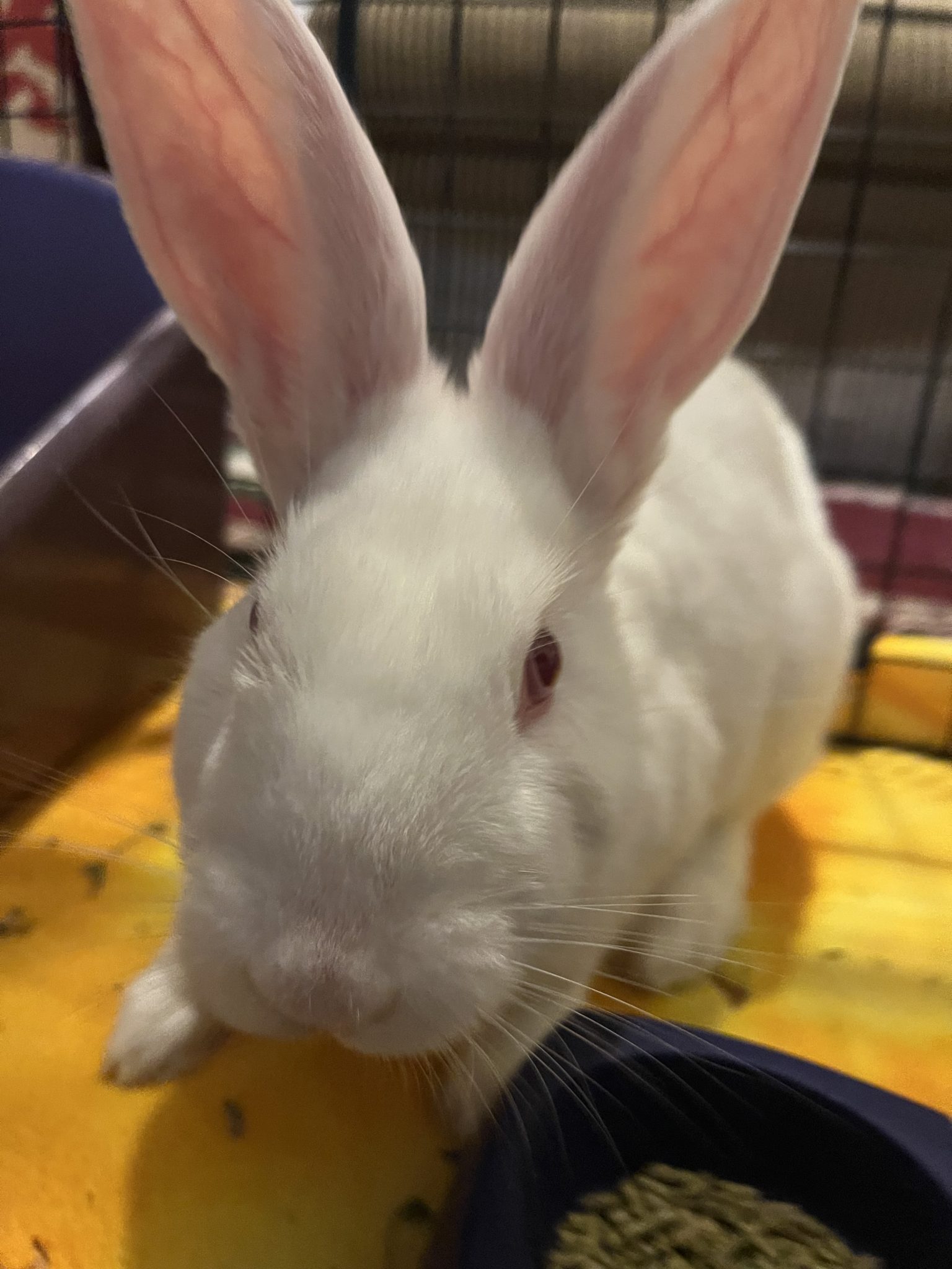 Buckeye House Rabbit Society – Helping rabbits in Ohio since 1997