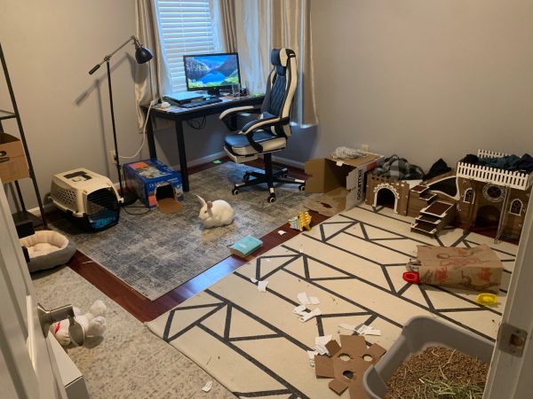 Buckeye House Rabbit Society – Helping rabbits in Ohio since 1997