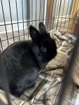 Buckeye House Rabbit Society – Helping rabbits in Ohio since 1997