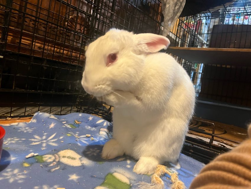 Buckeye House Rabbit Society – Helping rabbits in Ohio since 1997