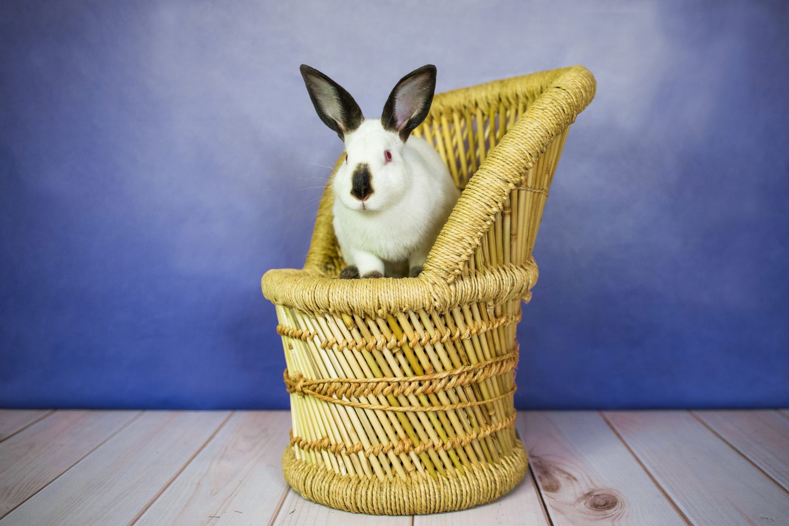 Buckeye House Rabbit Society – Helping rabbits in Ohio since 1997