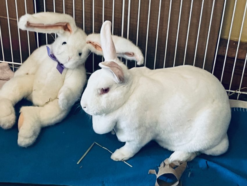 Big Wanda – Buckeye House Rabbit Society