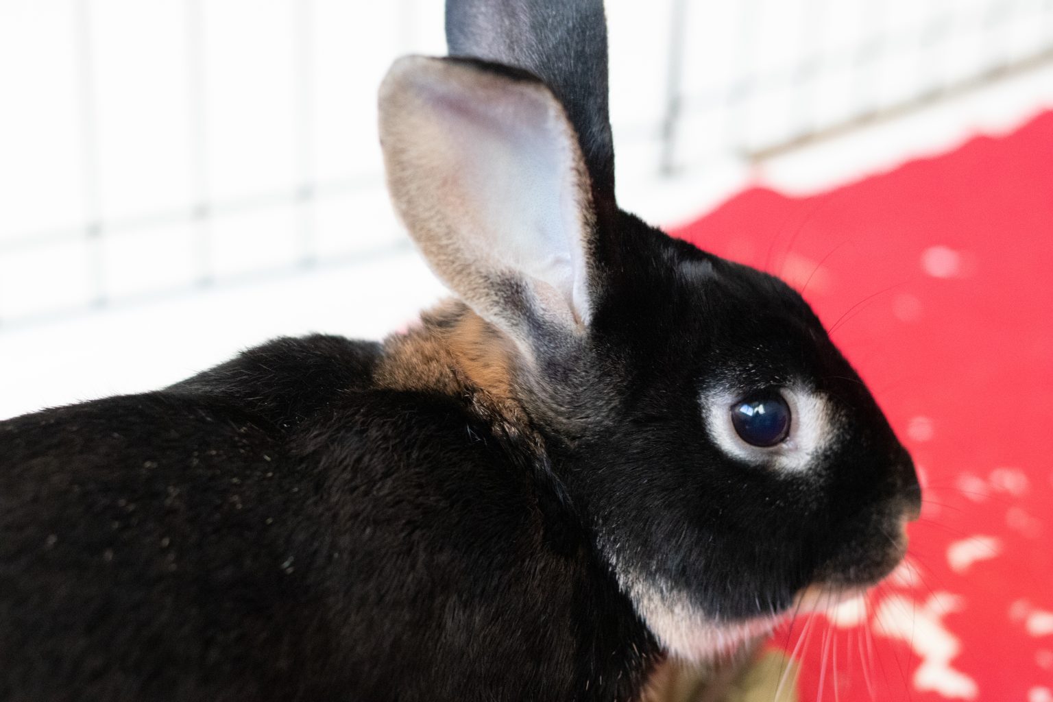 Buckeye House Rabbit Society – Helping rabbits in Ohio since 1997