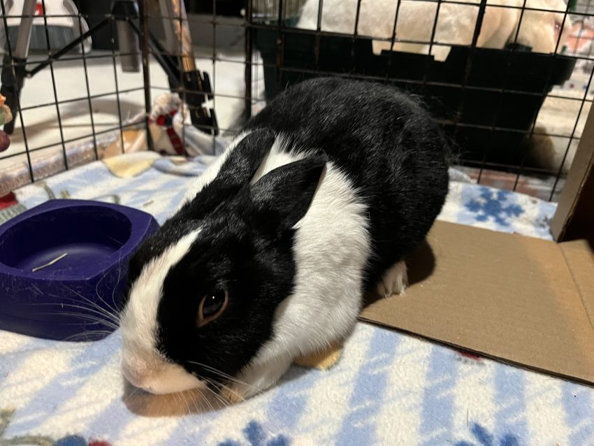 Buckeye House Rabbit Society – Helping rabbits in Ohio since 1997