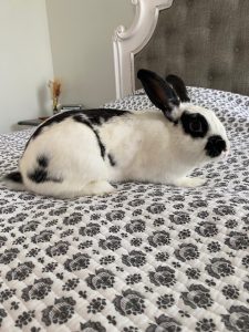 Buckeye House Rabbit Society – Helping rabbits in Ohio since 1997