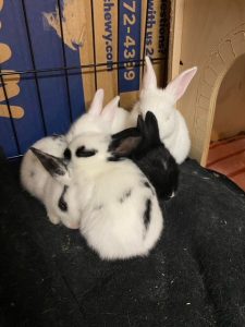 Buckeye House Rabbit Society – Helping rabbits in Ohio since 1997