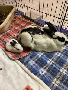 Buckeye House Rabbit Society – Helping rabbits in Ohio since 1997