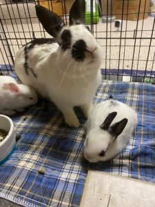 Buckeye House Rabbit Society – Helping rabbits in Ohio since 1997