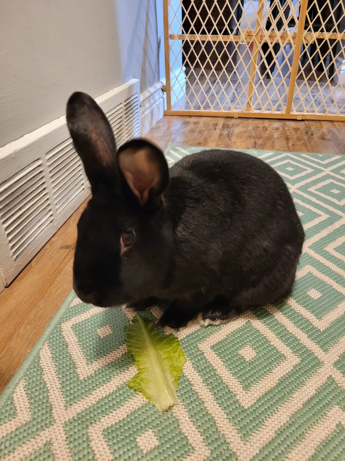 Buckeye House Rabbit Society – Helping rabbits in Ohio since 1997