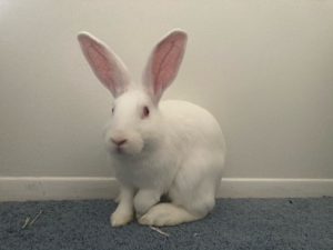 Buckeye House Rabbit Society – Helping rabbits in Ohio since 1997