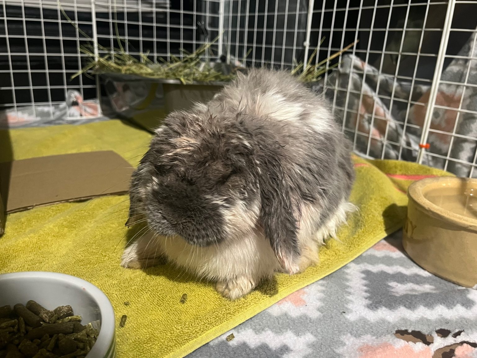 Buckeye House Rabbit Society – Helping rabbits in Ohio since 1997