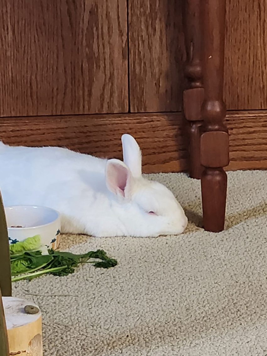 Buckeye House Rabbit Society – Helping rabbits in Ohio since 1997